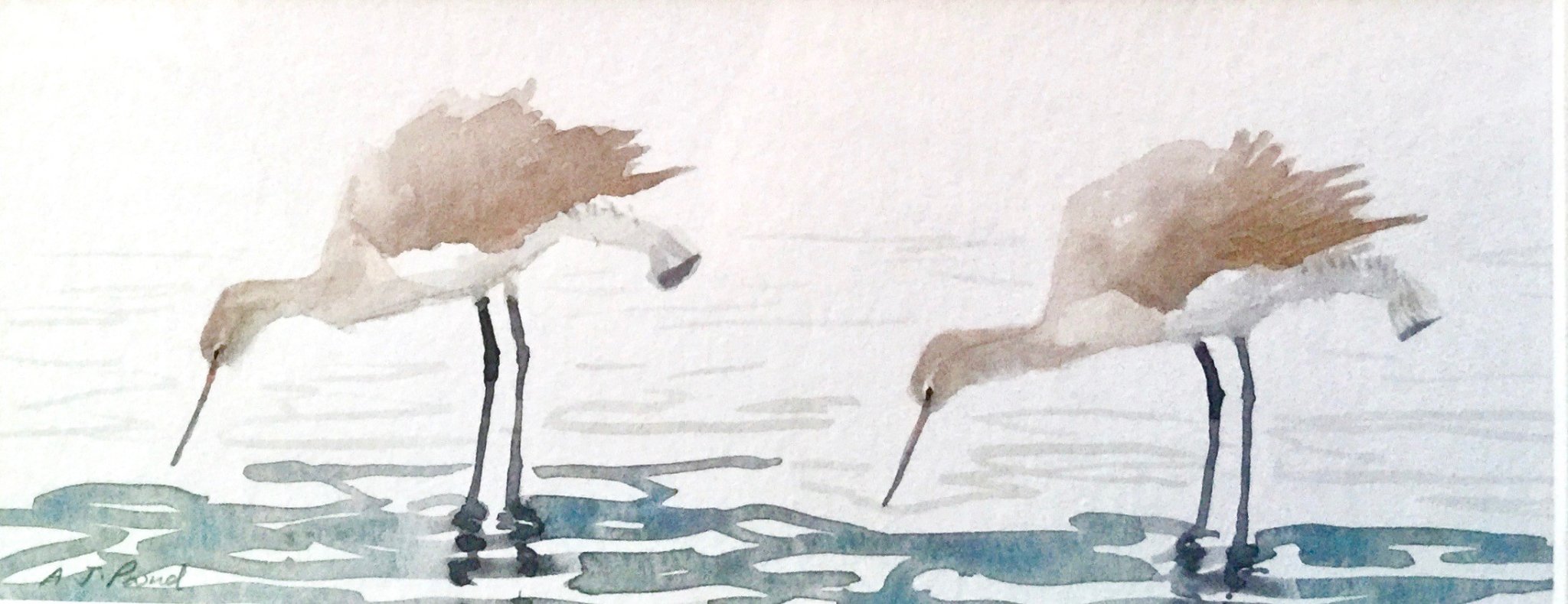 Drawing & Painting Shoreline Birds - Black Tailed Godwits | Orkney.com