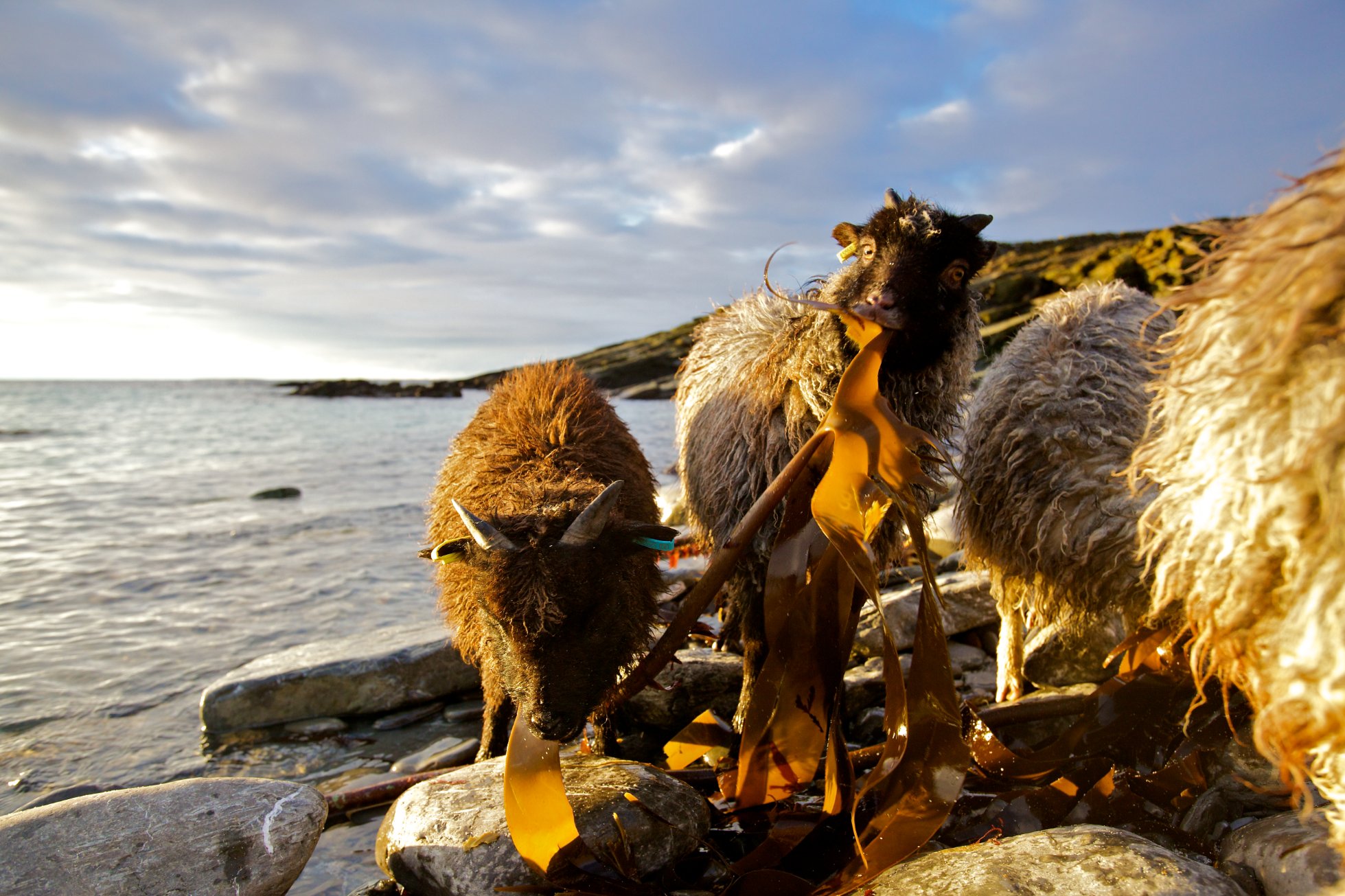 Make the move to North Ronaldsay | Orkney.com