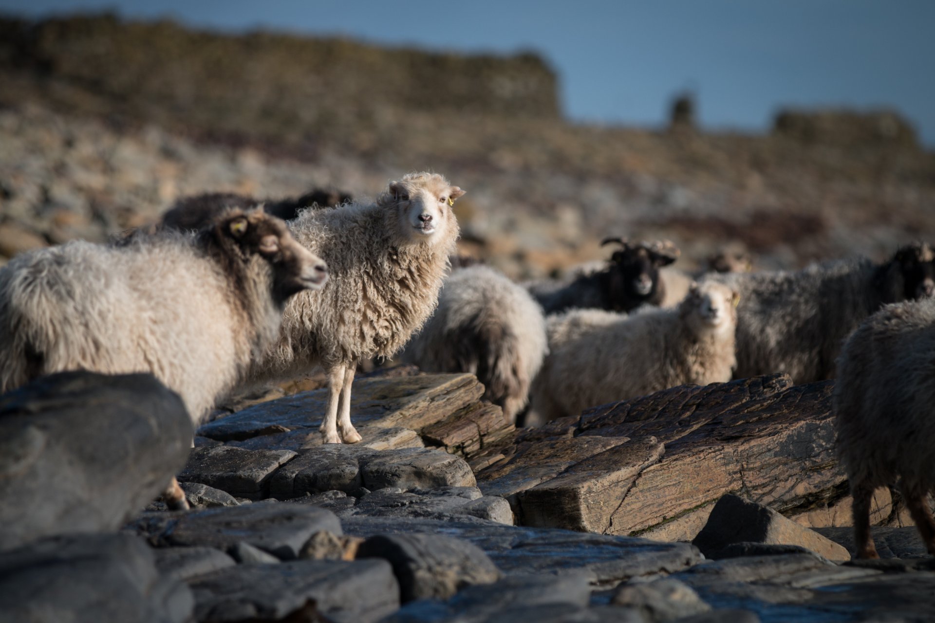 Celebrating the seaweed-eating sheep of North Ronaldsay | Orkney.com