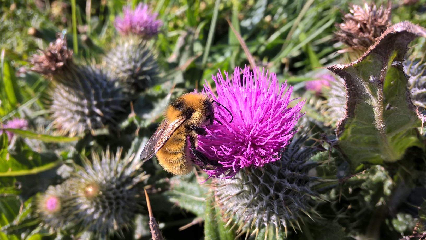 The Birds and the Bees | Orkney.com