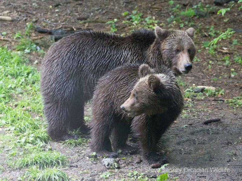 Wildlife of Romania and the Danube Delta | Orkney.com