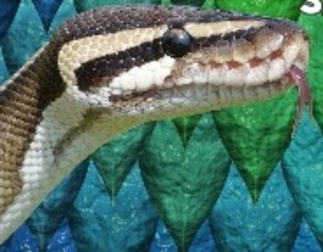 World Snake Day at Fernvalley Wildlife Centre and Tearoom | Orkney.com