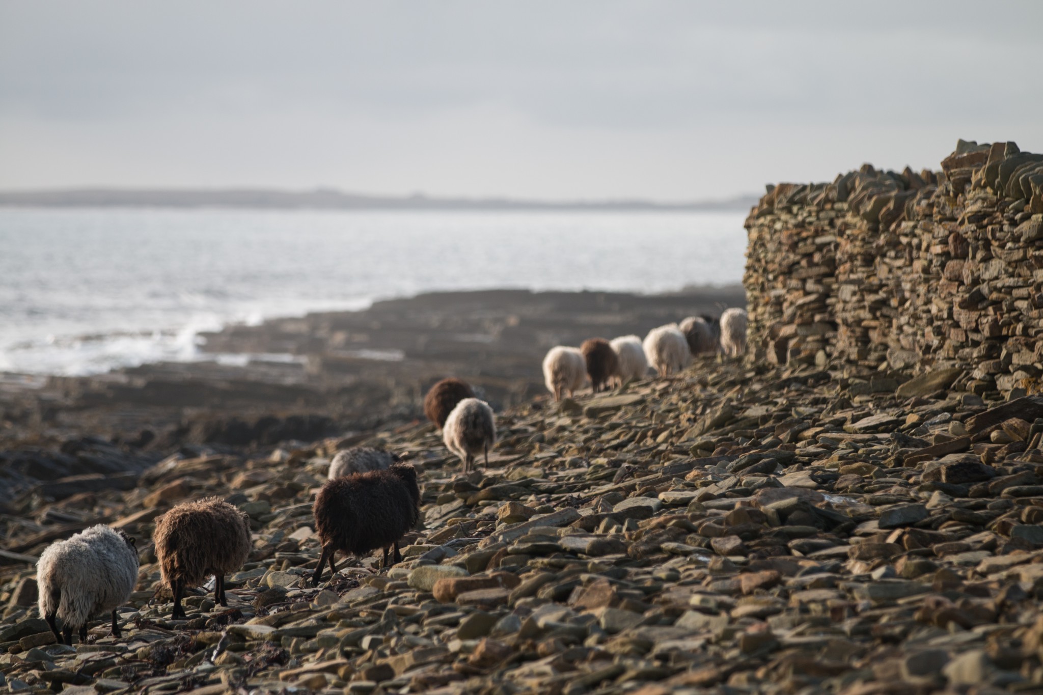 North Ronaldsay Sheep Dyke | Orkney.com
