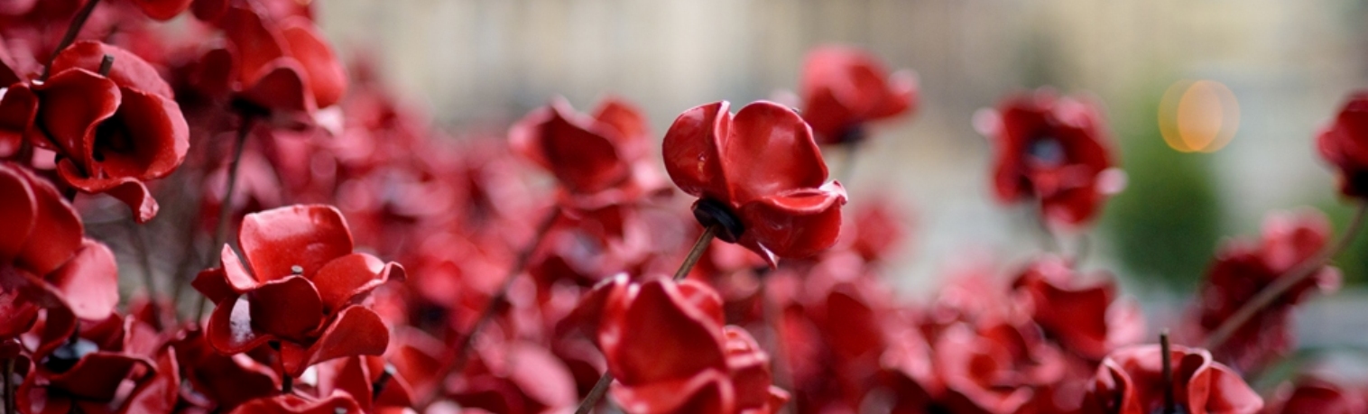 Orkney's St Magnus Cathedral Hosts Poppy Display
