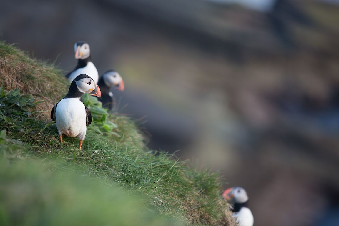 Nature | Orkney.com