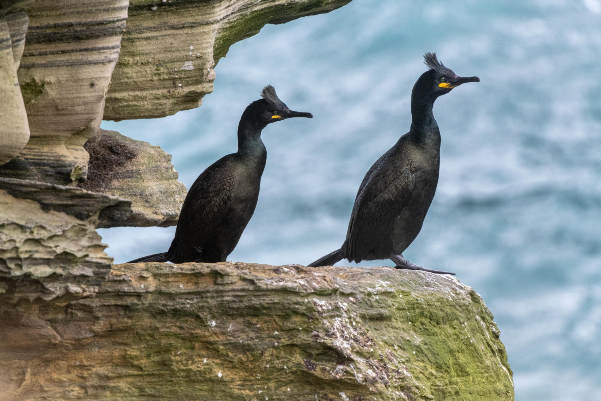 Wild Orkney in April | Orkney.com