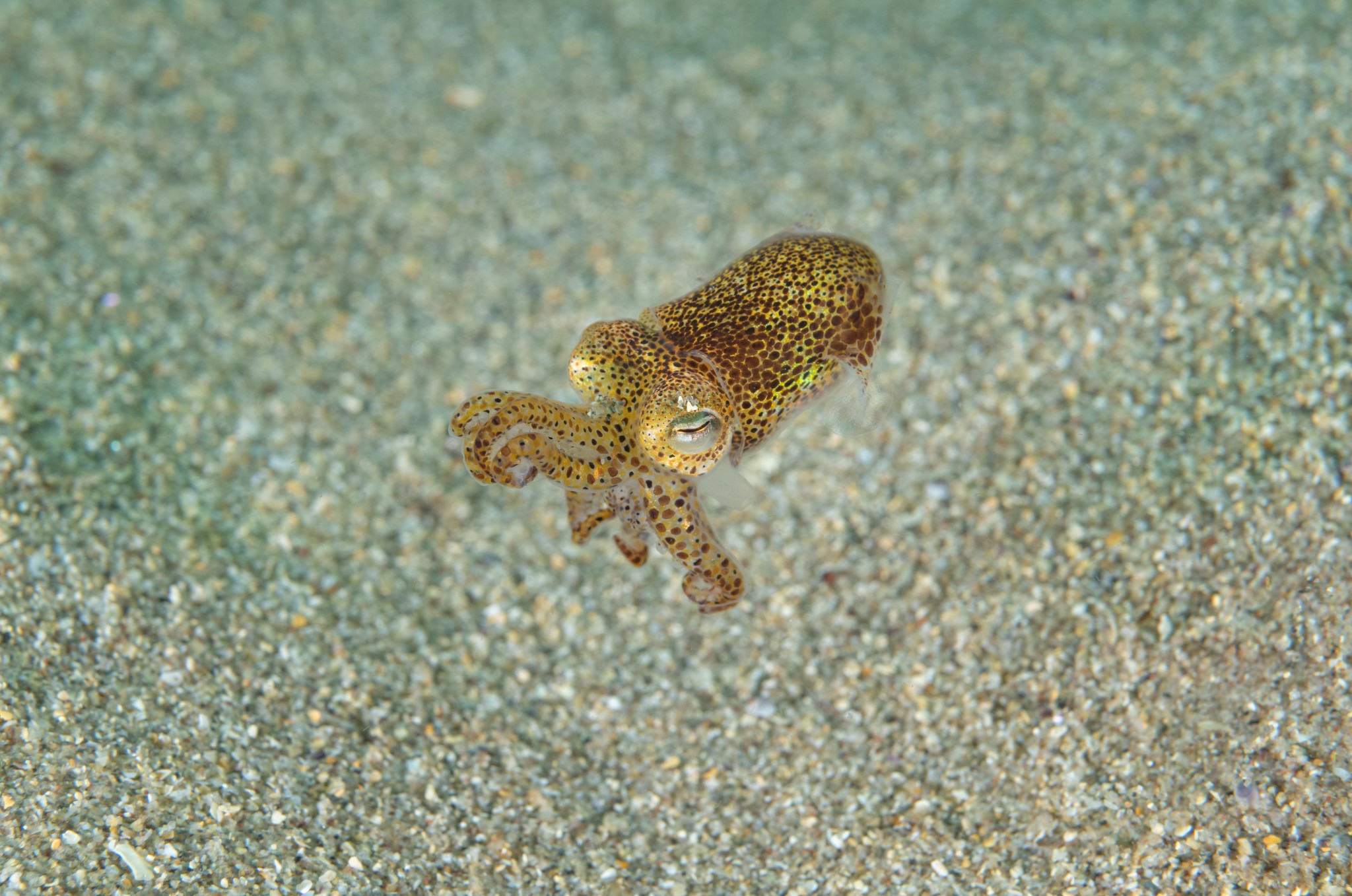 Wild Orkney in June | Orkney.com