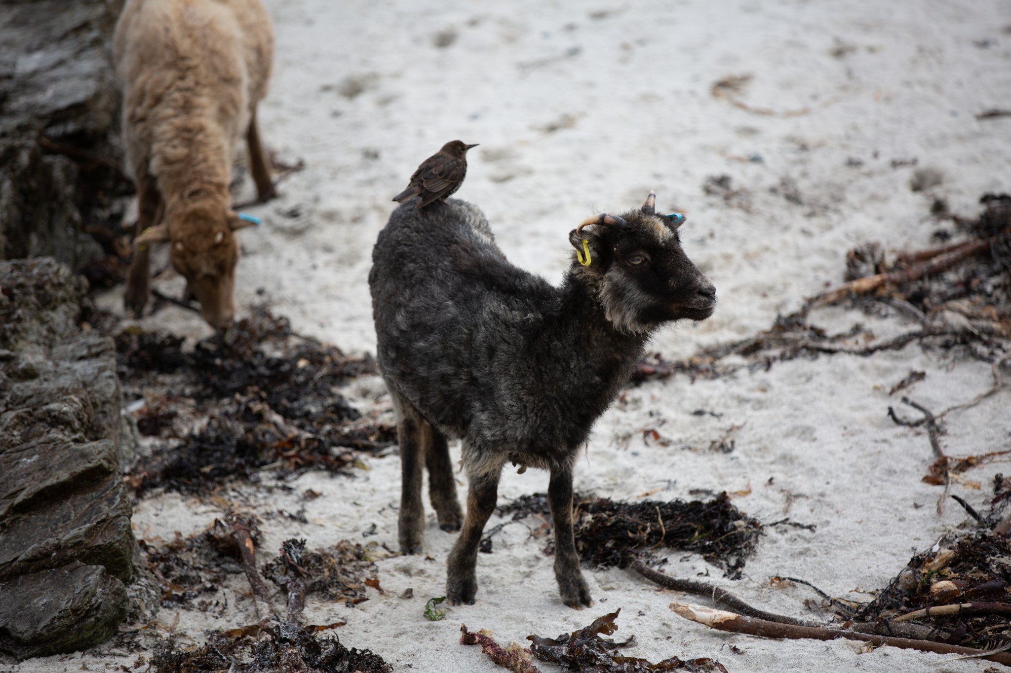 Building connections in North Ronaldsay | Orkney.com