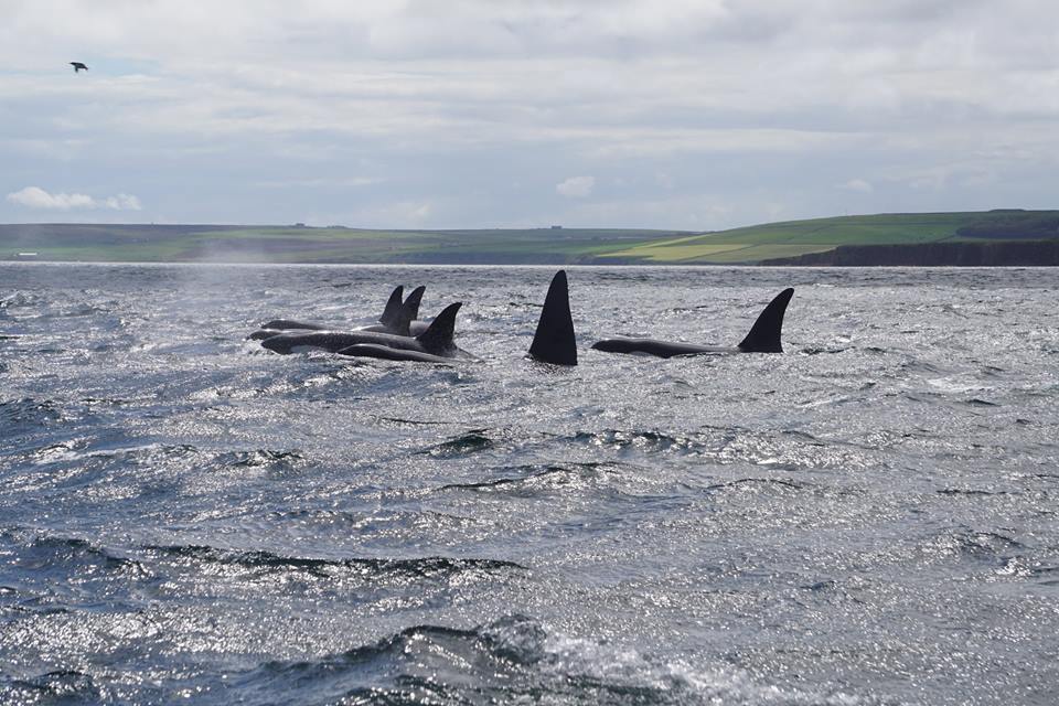 Orca alert in Orkney! | Orkney.com