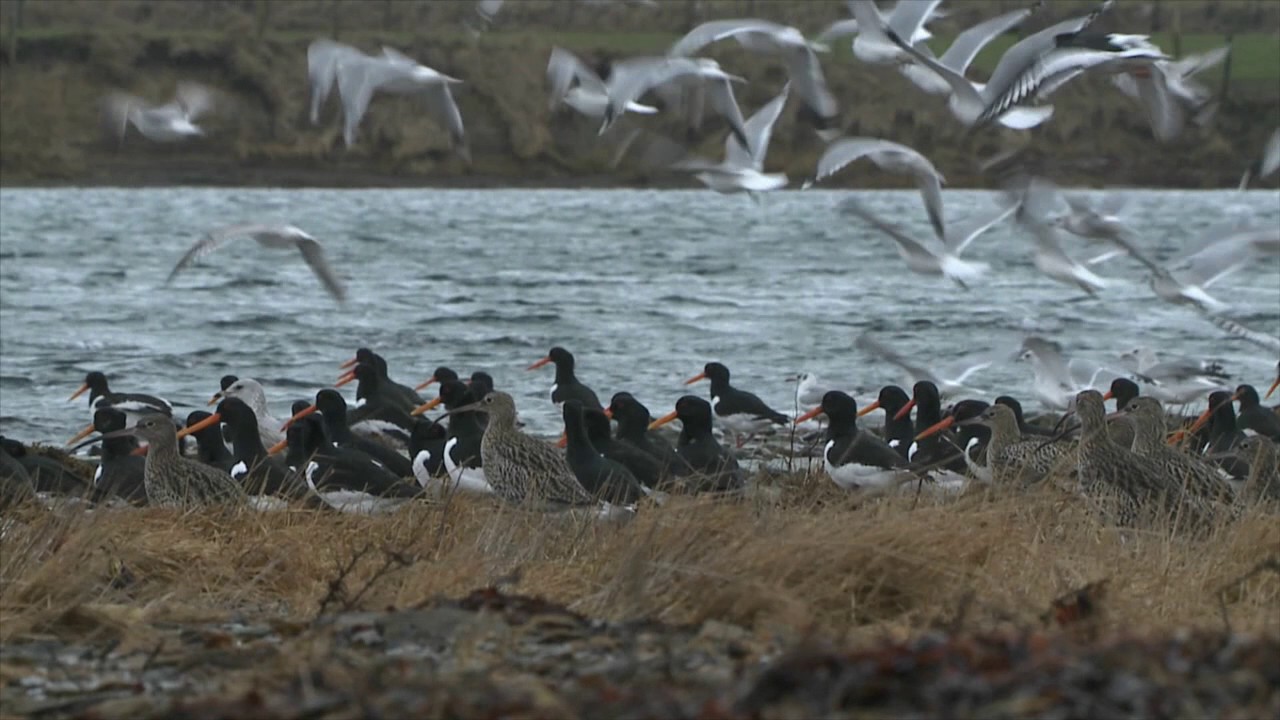 Experience wild Orkney this winter | Orkney.com
