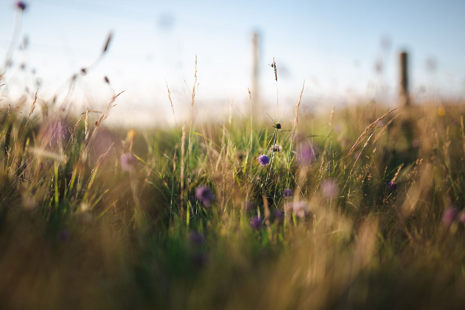 Knowes of Trotty | Orkney.com