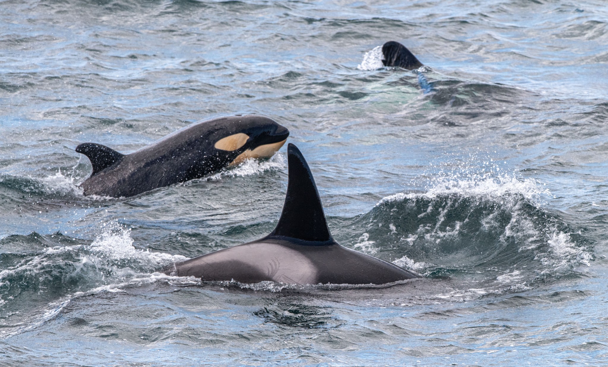 Wild Orkney in July | Orkney.com