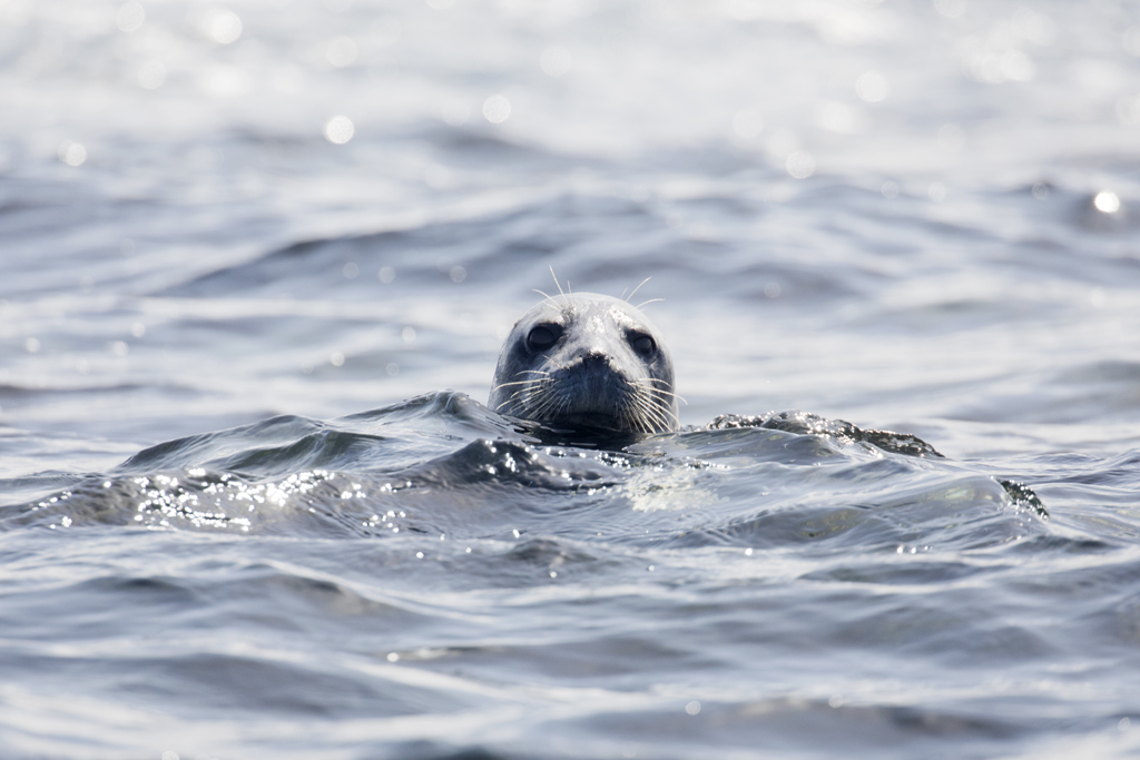 Orkney Nature Festival | Orkney.com