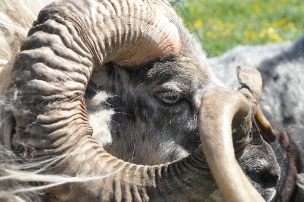 The Power of Viking Wool | Orkney.com