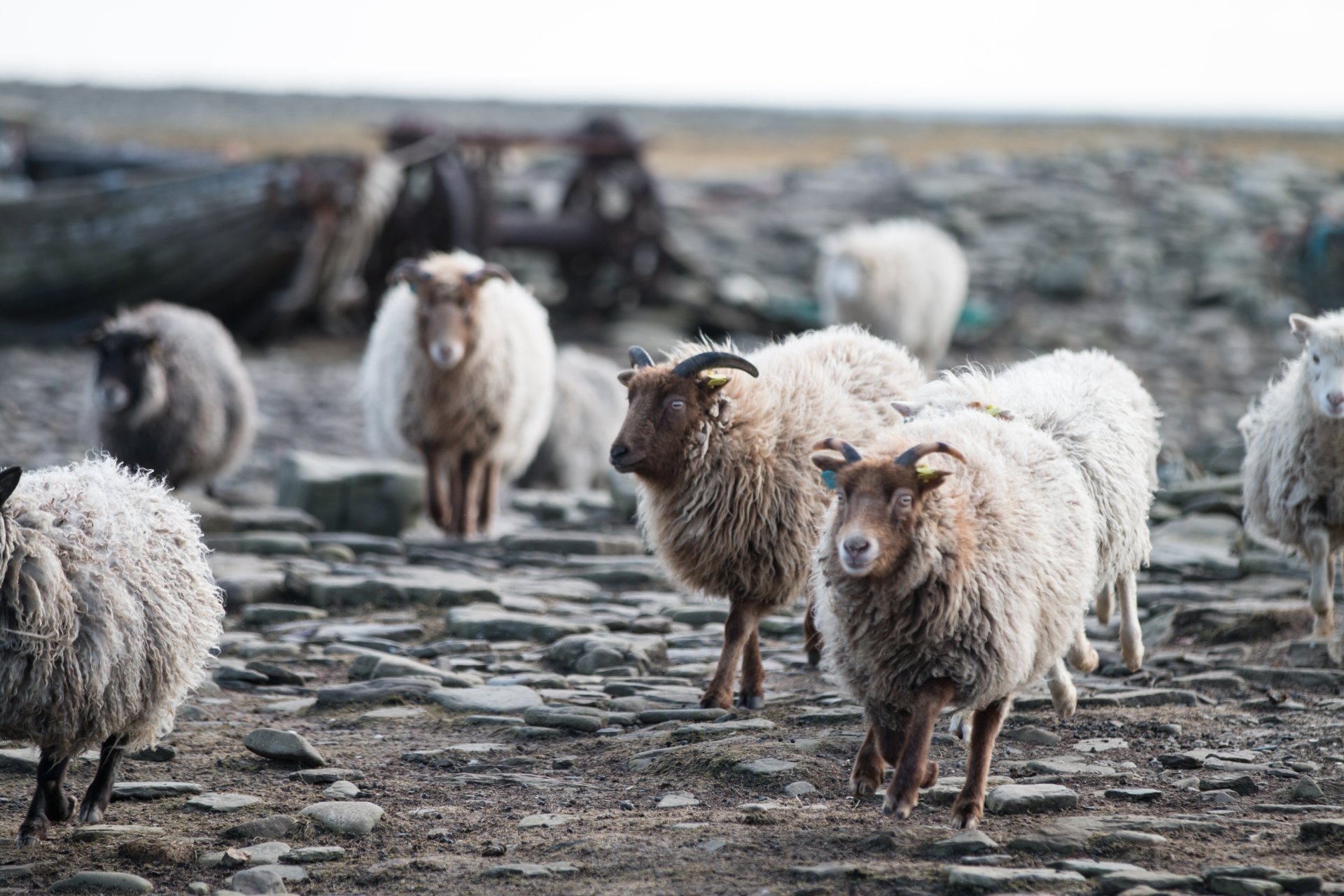 North Ronaldsay Sheep Festival | Orkney.com