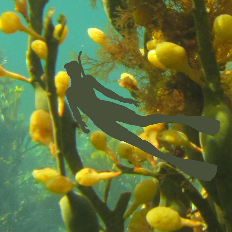 Snorkel Safaris with Kraken Diving | Orkney.com