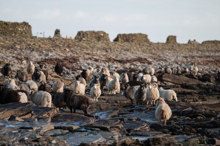 What not to miss in North Ronaldsay | Orkney.com