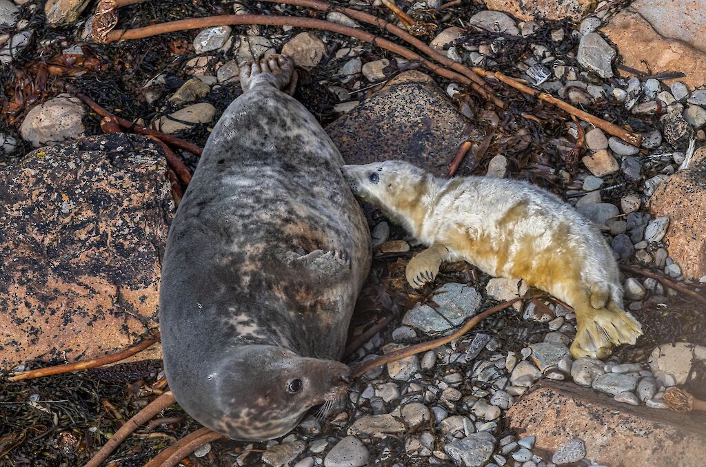 Five places to spot seals in Orkney | Orkney.com