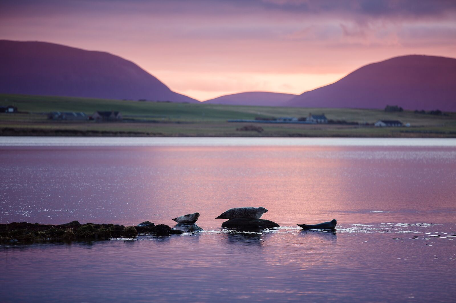 Five places to spot seals in Orkney | Orkney.com