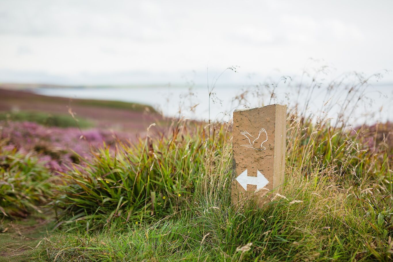 Orkney Nature Festival returns for 2025 | Orkney.com