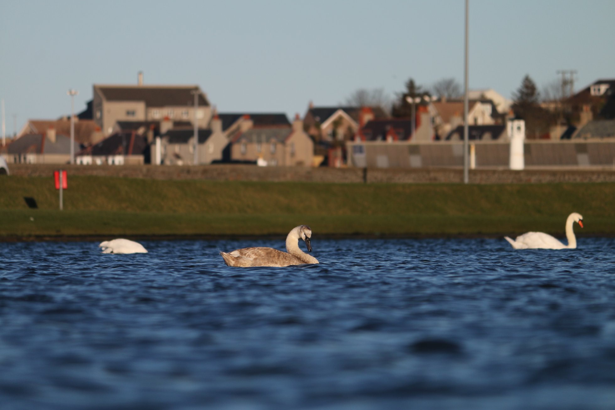 Birdwatching at the Peedie Sea | Orkney.com